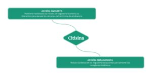 Citisina, otra posible herramienta para dejar de fumar • Enclave de Salud
